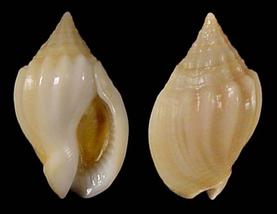 shellauction.net :: Cyllene lamarcki - 3582991