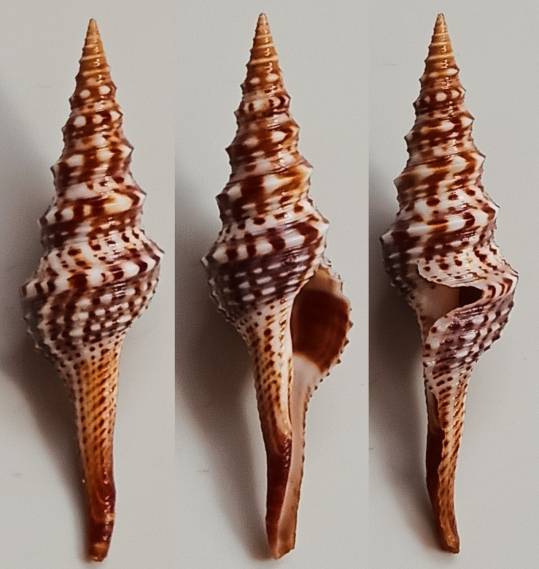 shellauction.net :: Turris indica - 3582993