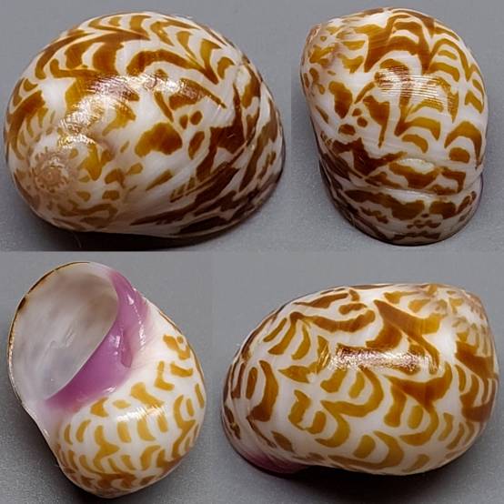 shellauction.net :: Tectonatica violacea - 3583064