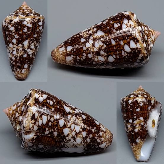 shellauction.net :: Conus sp. - 3583200