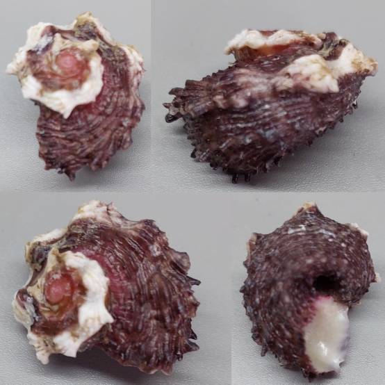 shellauction.net :: Angaria formosa - 3583210