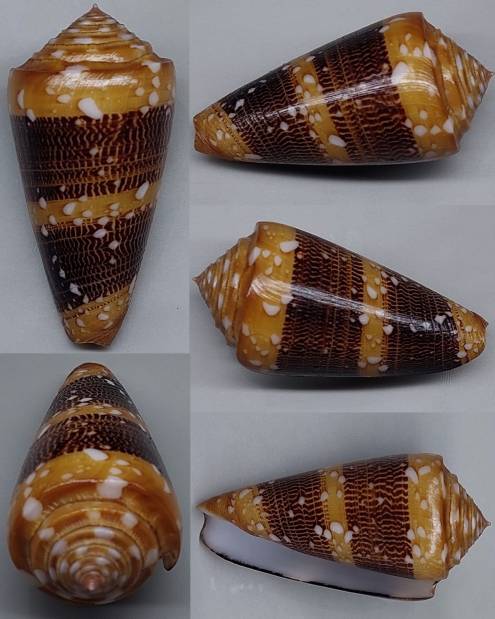 shellauction.net :: Conus nobilis victor - 3583311