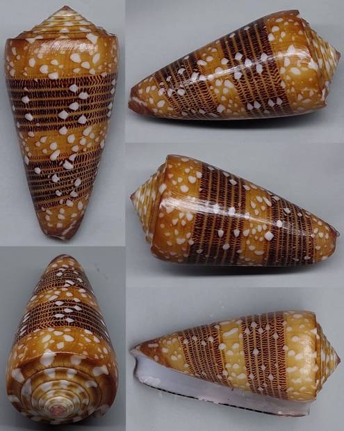 shellauction.net :: Conus nobilis victor - 3583315