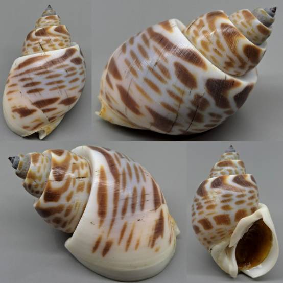 shellauction.net :: Babylonia spirata - 3583399