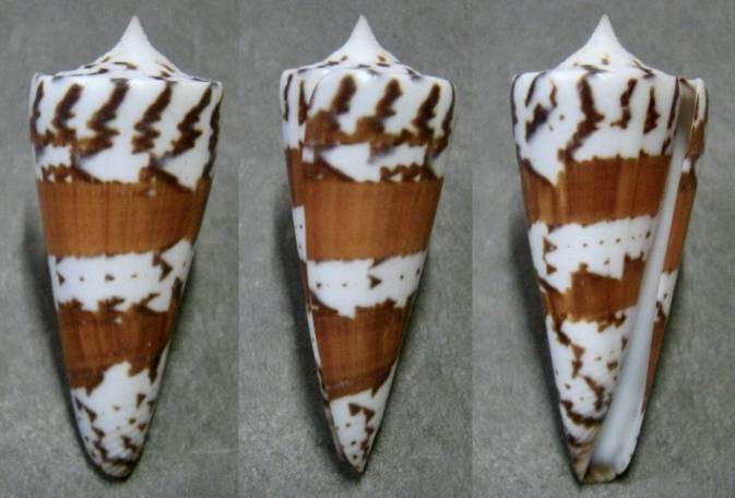 shellauction.net :: Conus generalis ssp. - 3583655