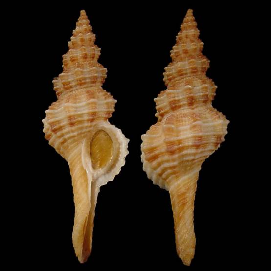 shellauction.net :: Fusinus pulchellus - 3583712