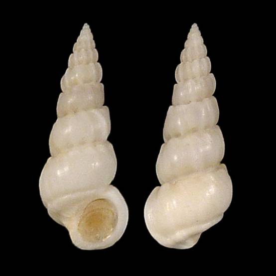 shellauction.net :: Opalia crenata - 3583749