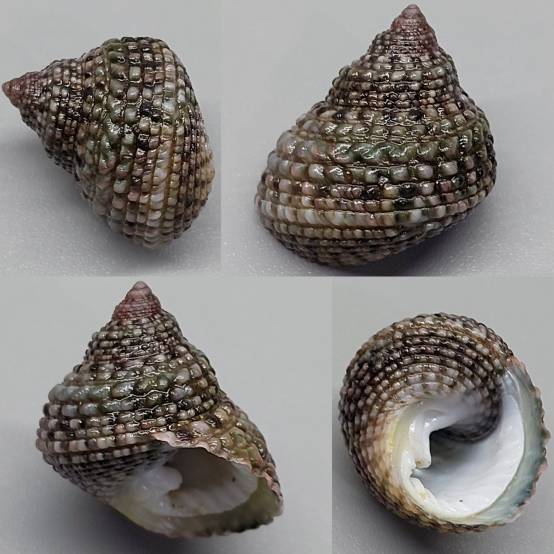 shellauction.net :: Monodonta labio - 3583787