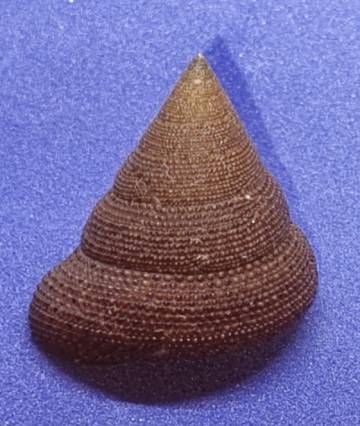 shellauction.net :: Clanculus undatus - 3583830