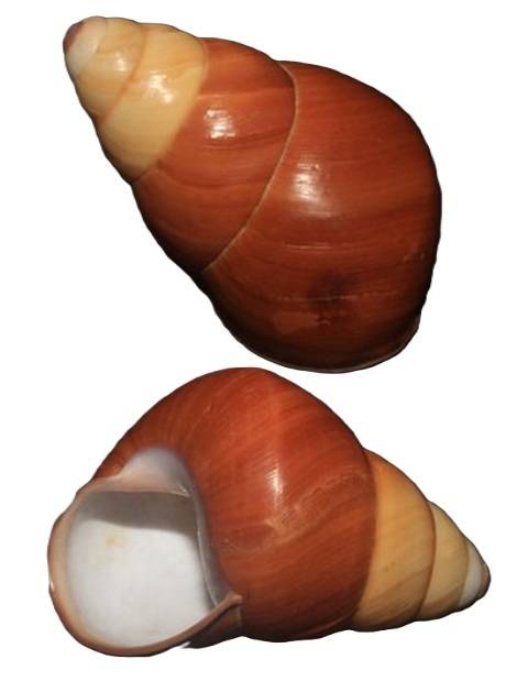 shellauction.net :: Helicostla rufogaster - 3583882