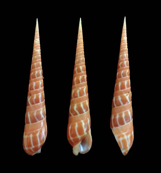 shellauction.net :: Terebra dimidiata - 3583883