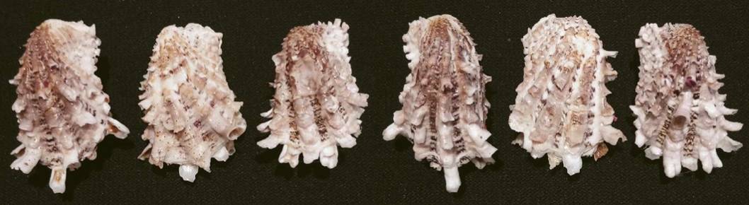 shellauction.net :: Cardita crassicosta - 3583947