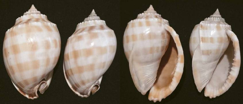 shellauction.net :: Phalium bandatum - 3583948