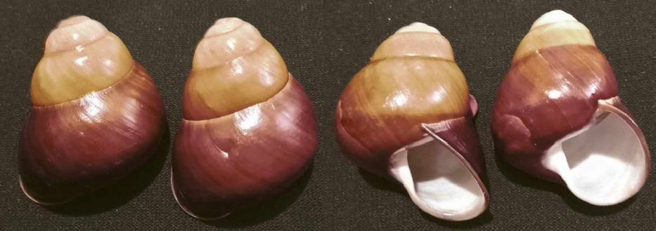 shellauction.net :: Helicostyla rufogaster - 3583950