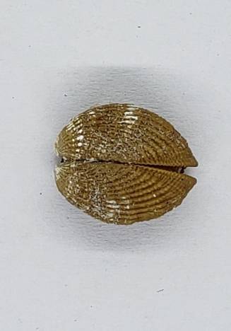 shellauction.net :: Brachidontes granulatus - 3584068