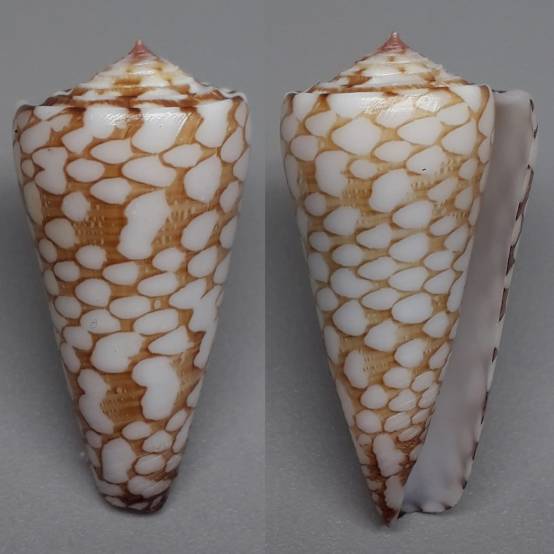 shellauction.net :: Conus nobilis victor - 3584215