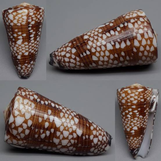 shellauction.net :: Conus nobilis victor - 3584217
