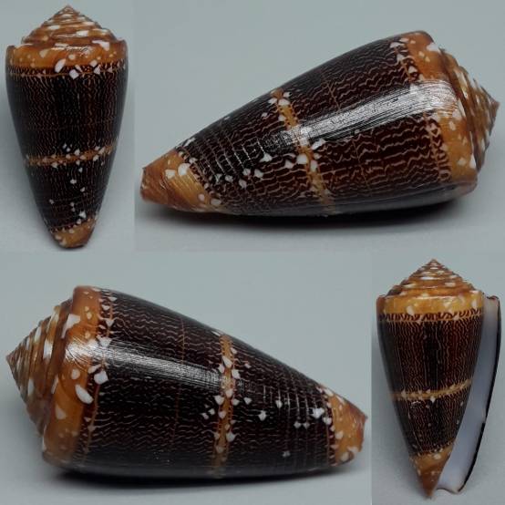 shellauction.net :: Conus nobilis victor - 3584219