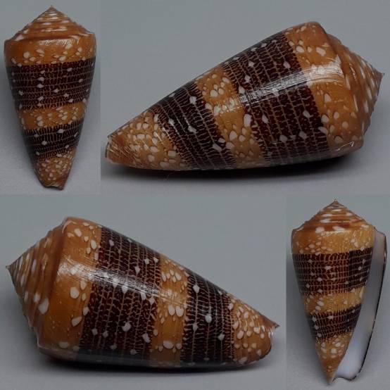 shellauction.net :: Conus nobilis victor - 3584223