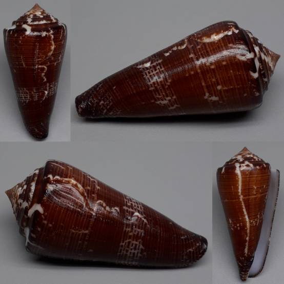 shellauction.net :: Conus thomae - 3584242