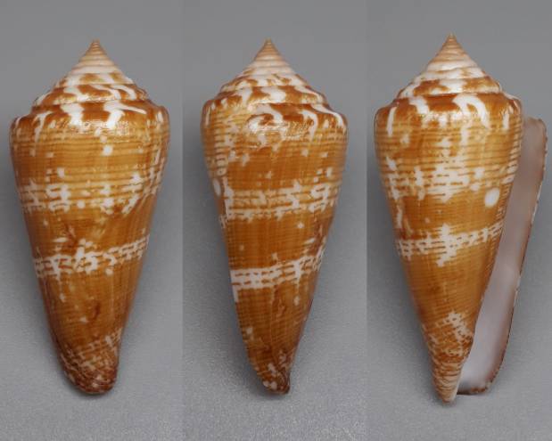 shellauction.net :: Conus thomae - 3584244