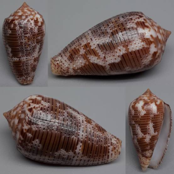 shellauction.net :: Conus achatinus - 3584249