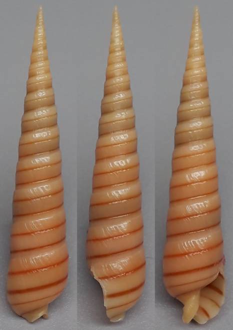 shellauction.net :: Terebra sp. - 3584285