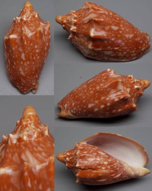 shellauction.net :: Cymbiola sp. - 3584307