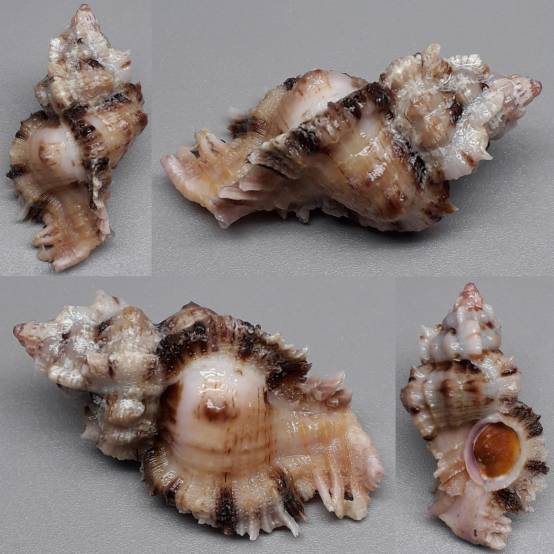 shellauction.net :: Chicoreus sp. - 3584432