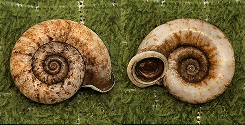 shellauction.net :: Spiraculum sp. - 3584865