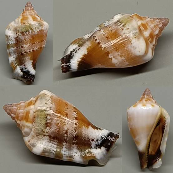 shellauction.net :: Strombus (Canarium) microurceus - 3584947