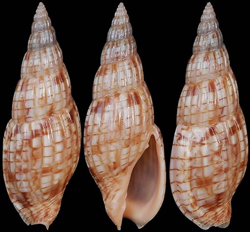 shellauction.net :: Lyria vicdani - 3585045