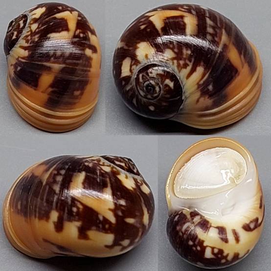 shellauction.net :: Natica arachnoidea - 3585277