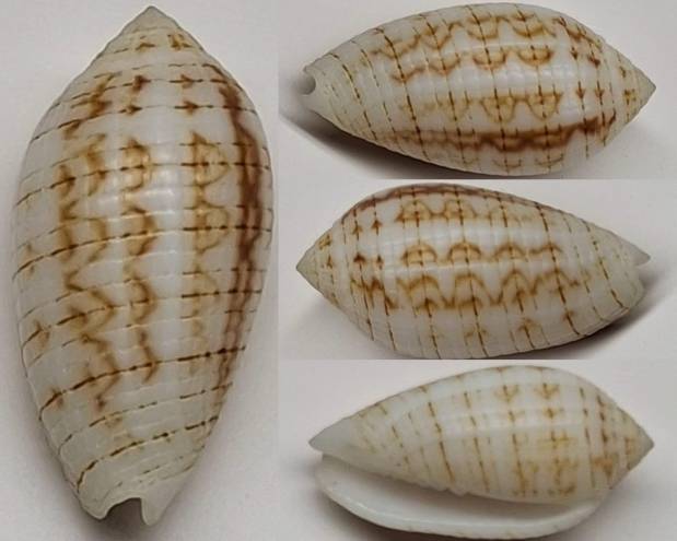 shellauction.net :: Pterygia dactylus - 3585412