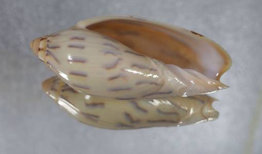 shellauction.net :: Amoria maculata - 3585472