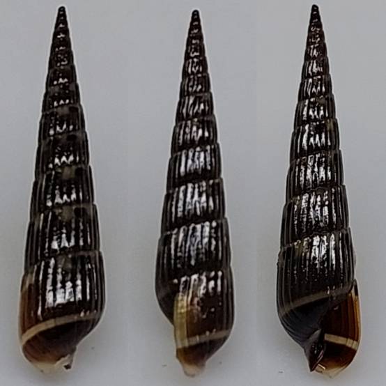 shellauction.net :: Hastula strigilata - 3585923