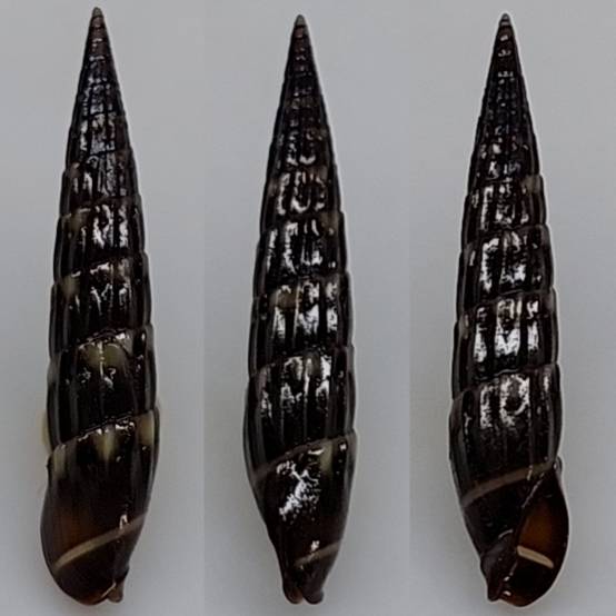 shellauction.net :: Hastula strigilata - 3585925