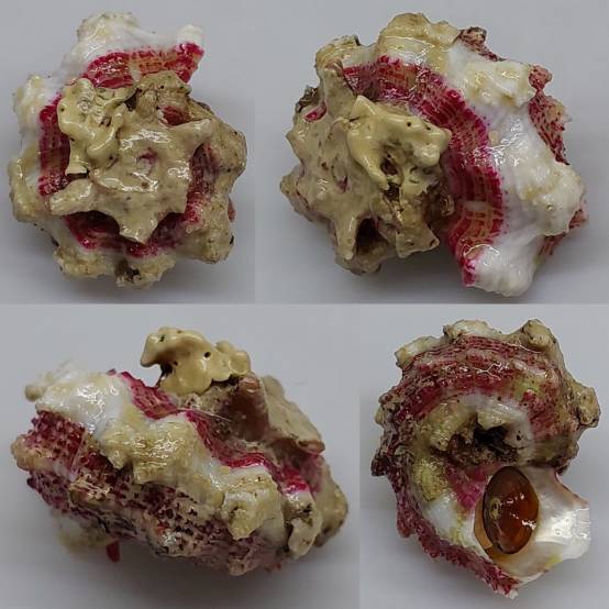 shellauction.net :: Angaria formosa - 3585935