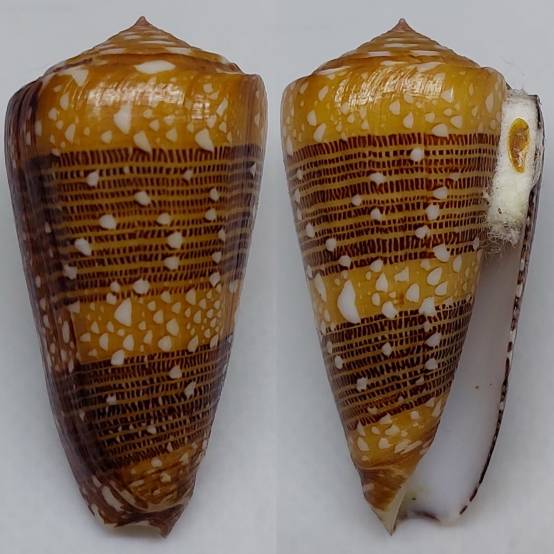 shellauction.net :: Conus victor - 3586323