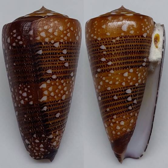 shellauction.net :: Conus victor - 3586326