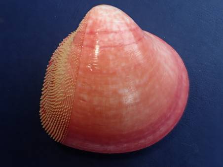 shellauction.net :: Nemocardium probatum - 3586389