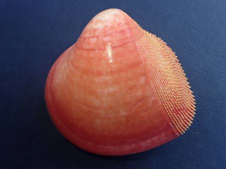 shellauction.net :: Nemocardium probatum - 3586389