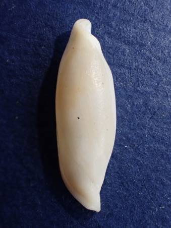 shellauction.net :: Simnialena uniplicata - 3586396