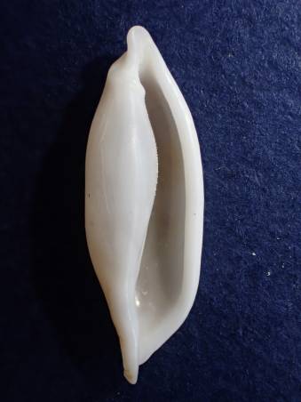 shellauction.net :: Simnialena uniplicata - 3586396