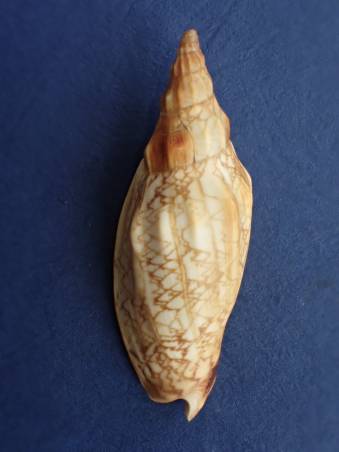 shellauction.net :: Alcithoe fusus fusus haurakiensis - 3586402