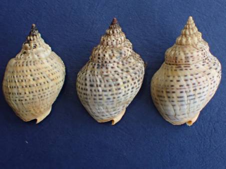 shellauction.net :: Cominella adspersa - 3586403