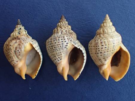 shellauction.net :: Cominella adspersa - 3586403