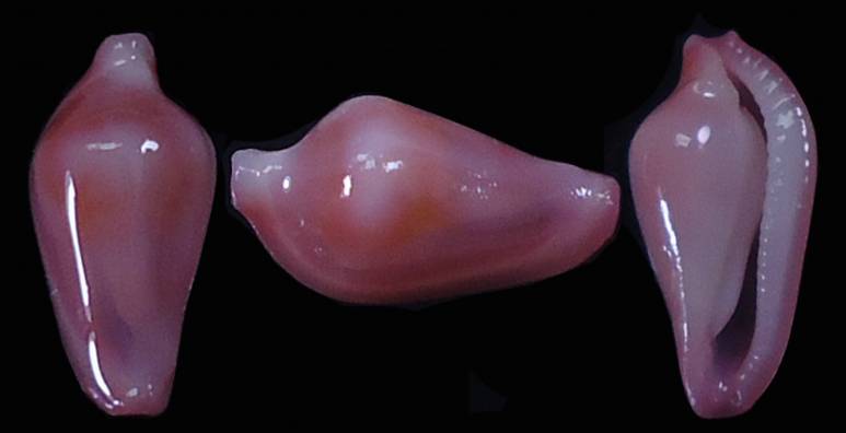 shellauction.net :: Dentiovula horai - 3586479