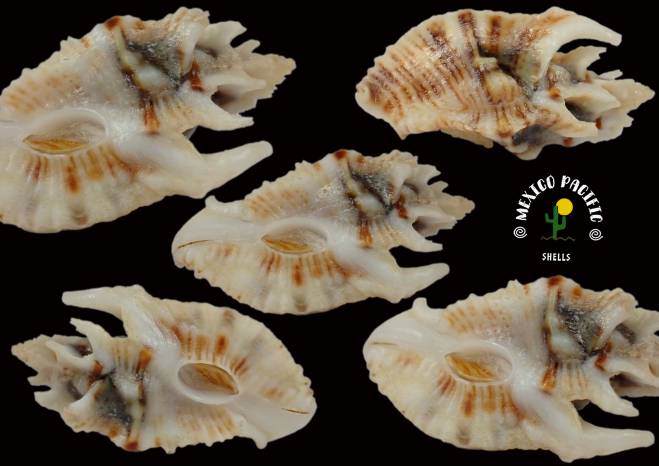 shellauction.net :: Tripterotyphis fayae - 3586525