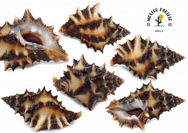 shellauction.net :: Zetecopsis zeteki - 3586528